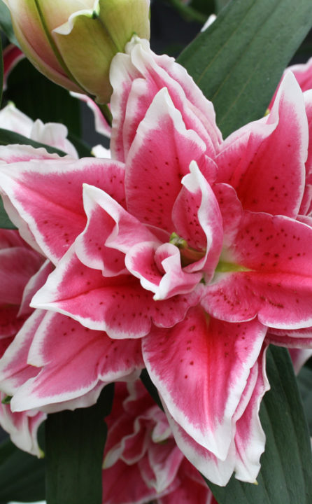 Van den Bos Flowerbulbs - Dutch Lily Days