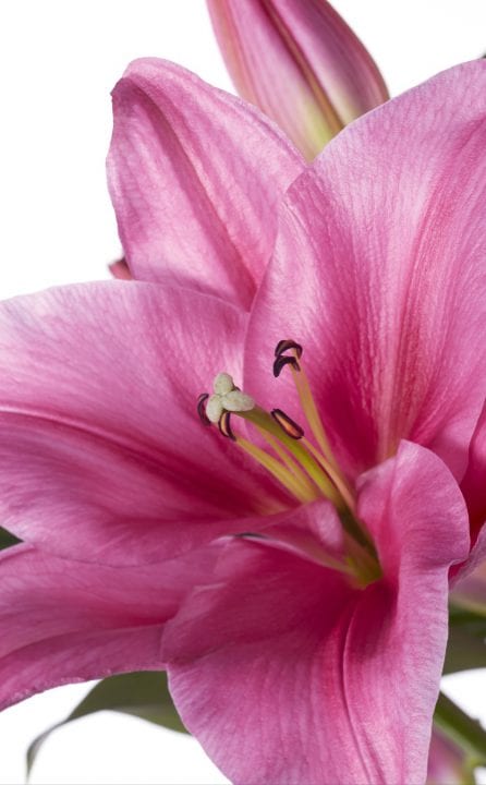 Royal Van Zanten - Dutch Lily Days