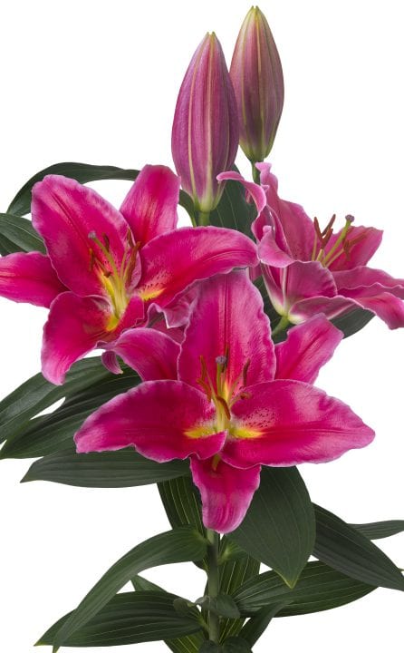 De Jong Lelies - Dutch Lily Days