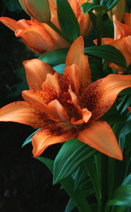 Lily Company - Dutch Lily Days