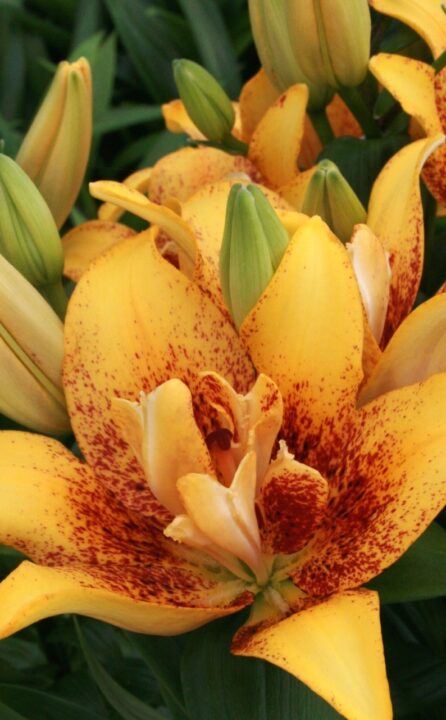 Lily Company - Dutch Lily Days