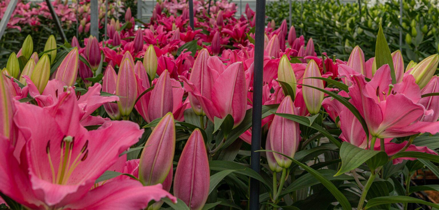 Pollen-free, double-bloomed and resistant varieties are spotlighted ...